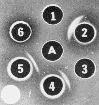 Details of DPV Tobacco etch virus and References