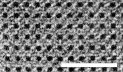 Details of DPV Tobacco etch virus and References