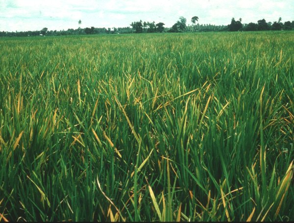 TUNGRO DISEASE, RICE - PHILIPPINES: (ALBAY)